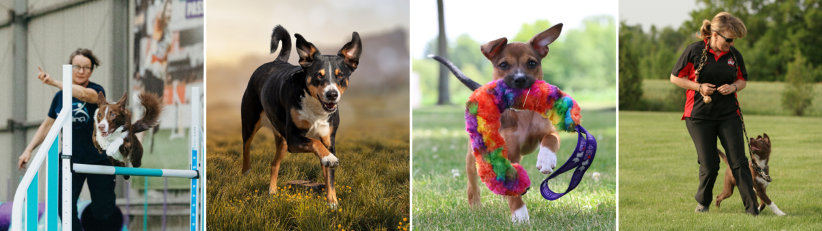 Agility With a Puppy: When to Start and What Matters